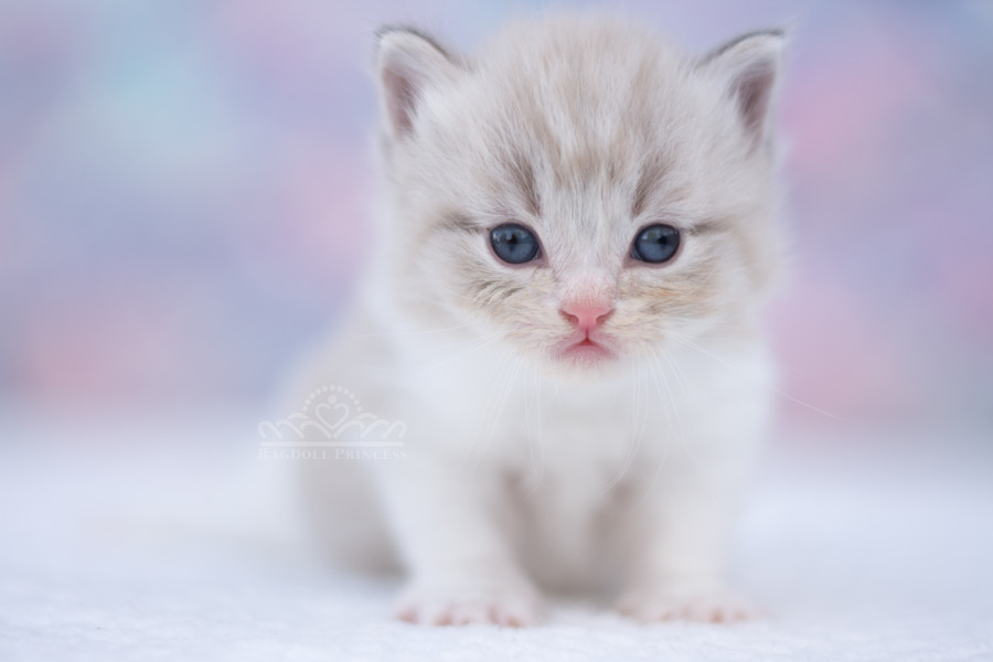 Ragdoll Kittens Houston | Ragdoll Princess