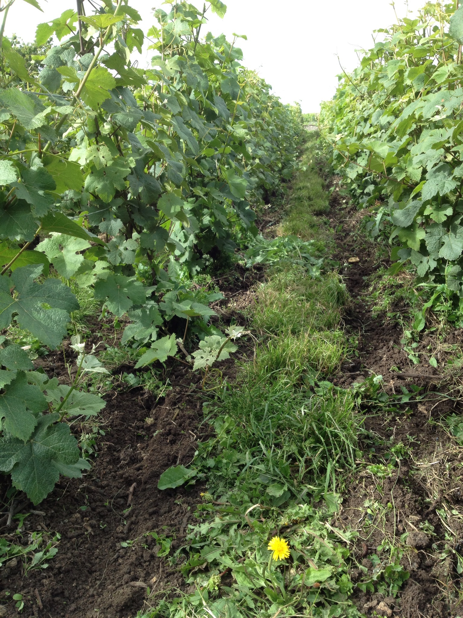 Philosophie vigneronne