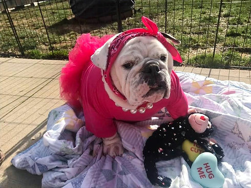 About Fostering | Badass Bulldog