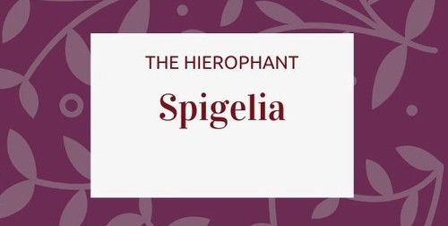 Spigelia Anthelmia Homeopathic | The Hierophant