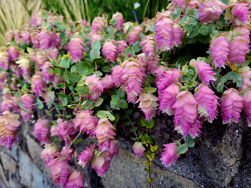 Plant of the Day: Kent Beauty Oregano