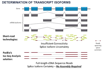 Next Level Genomics | PacBio Long-Read Sequencing in Singapore | Singapore