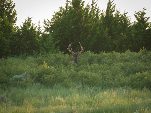 Elk | Moon Ranch