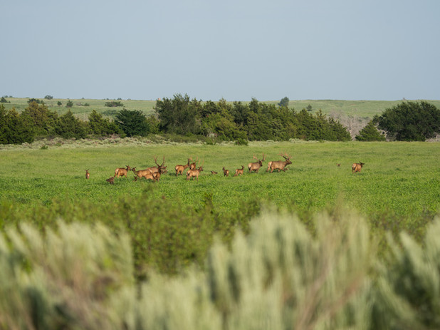 Elk | Moon Ranch