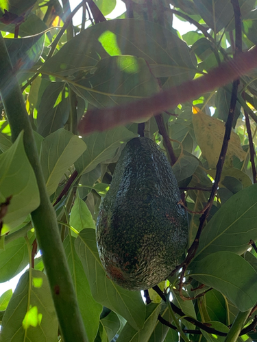 Giant Hybrid Avocados | Wake Farms