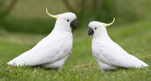 Cockatoo | Florida Parrot