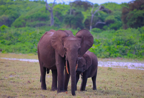 ELEPHANT FENCING PROGRAM | Elephant Cooperation