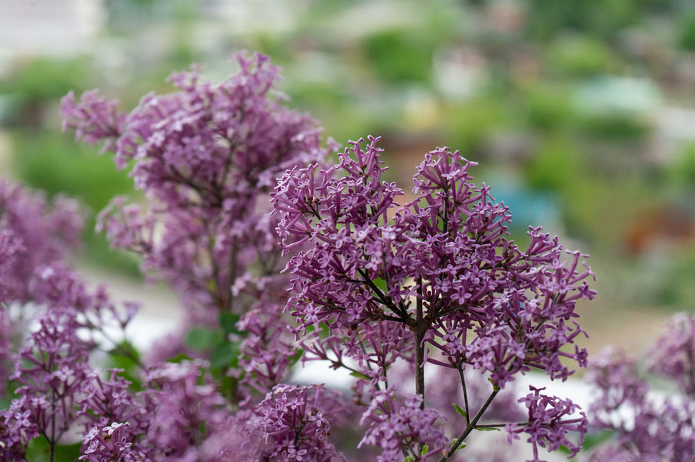 Best Plants for Spring + Summer Fragrance