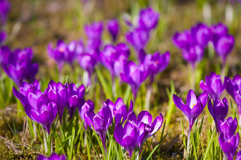 3 Essential Early-Spring Garden Tasks