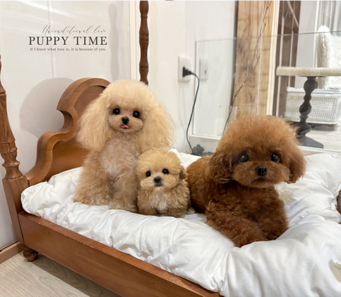 Home | PUPPY TIME 寵物時光