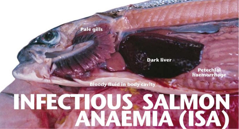 Disease Pathways From Farmed to Wild Salmon Confirmed.
