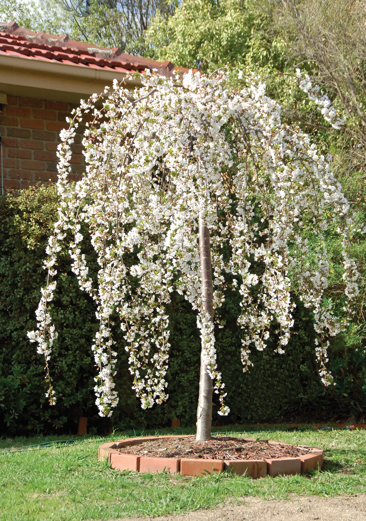 Snow Fountain Weeping Cherry 75L | Collective Trees