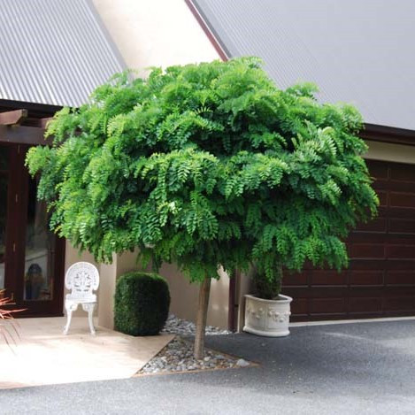 Robinia Mop Top (4' trunk height) | Collective Trees