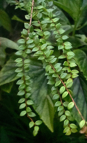 Disterigma acuminatum | Orchid Botanics