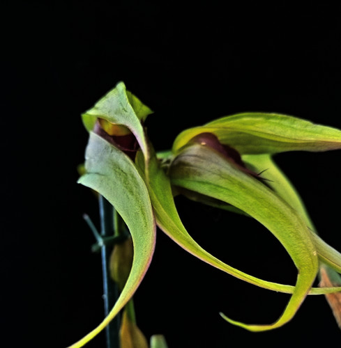 Bulbophyllum magnum | Orchid Botanics