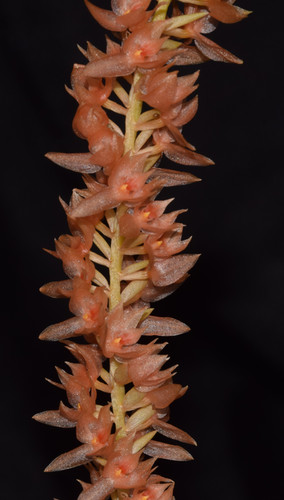 Dendrochilum tortile | Orchid Botanics