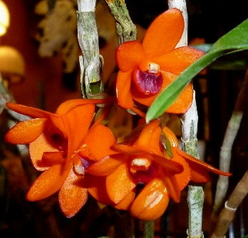 Coming soon. Reserve your plant now. | Orchid Botanics