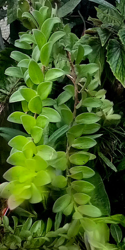 Disterigma rimbachii | Orchid Botanics