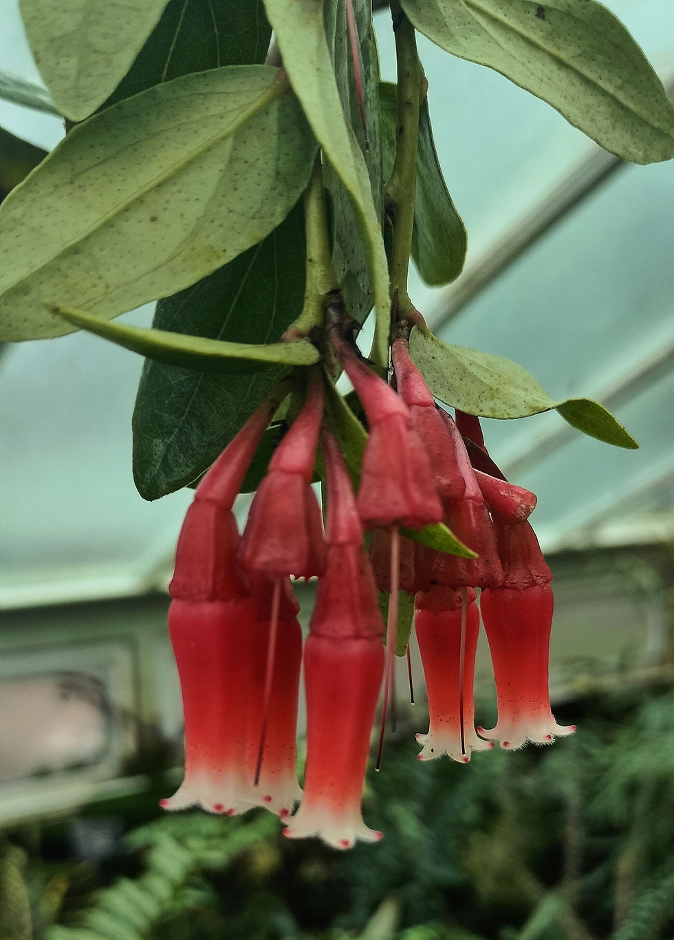 Ericaceae | Orchid Botanics