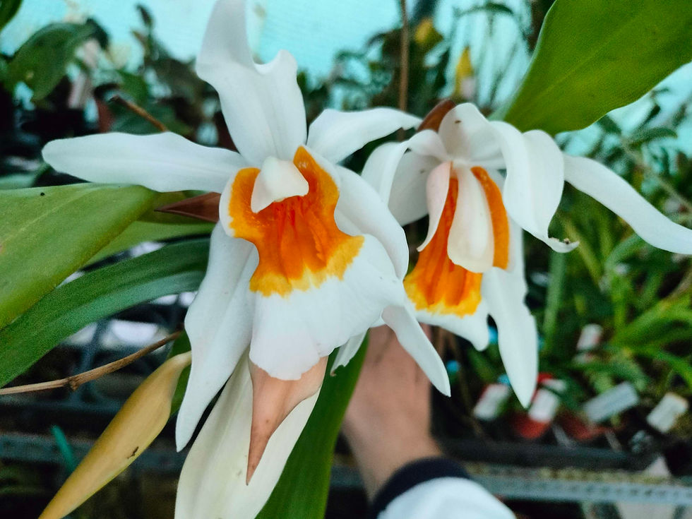 Orchids | Orchid Botanics 2/3