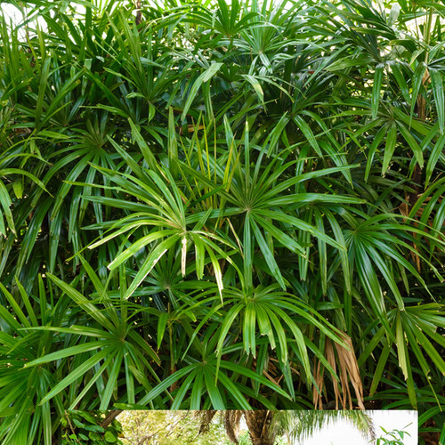 Licuala paludosa | Orchid Botanics