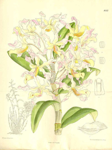 Dendrobium tortile | Orchid Botanics
