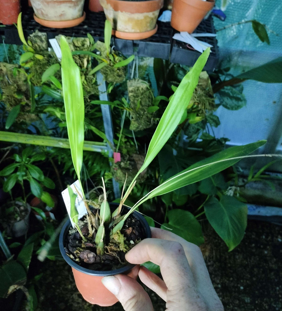 Orchids | Orchid Botanics 4/5