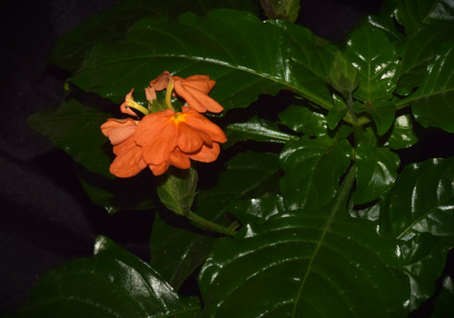 Crossandra infundibuliformis | Orchid Botanics
