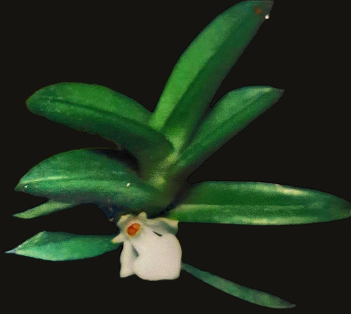 Microsaccus wenzelii | Orchid Botanics