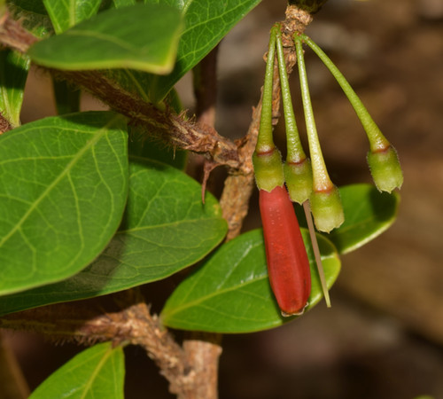Agapetes housseana | Orchid Botanics