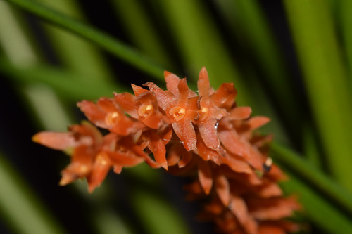 Dendrochilum wenzelii 'red' | Orchid Botanics