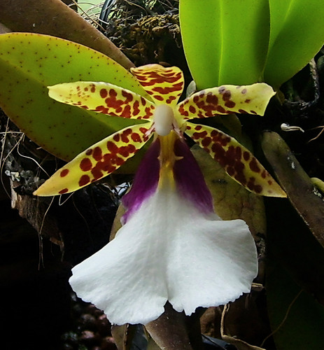 Trichocentrum tigrinum | Orchid Botanics
