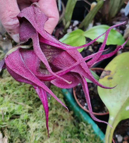 Bulbophyllum monstrabile | Orchid Botanics