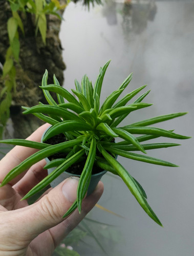 Peperomia ferreyrae | Orchid Botanics