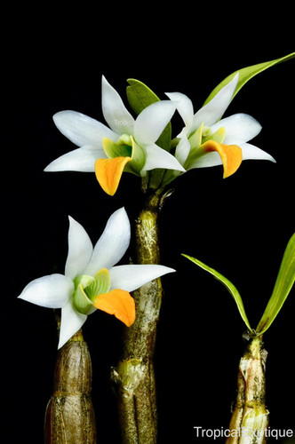 Dendrobium scabrilingue | Orchid Botanics