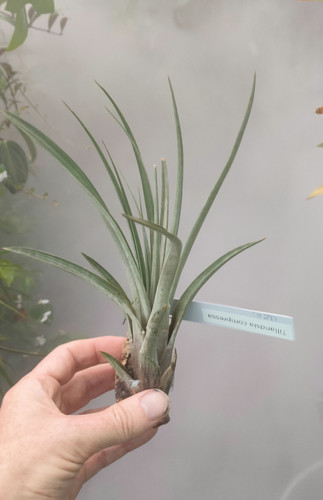 Tillandsia compressa | Orchid Botanics