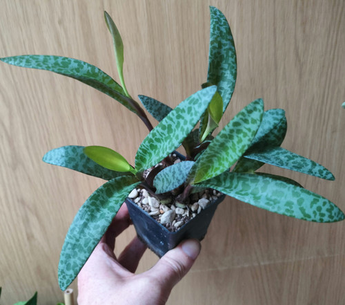 Arid Plants | Orchid Botanics