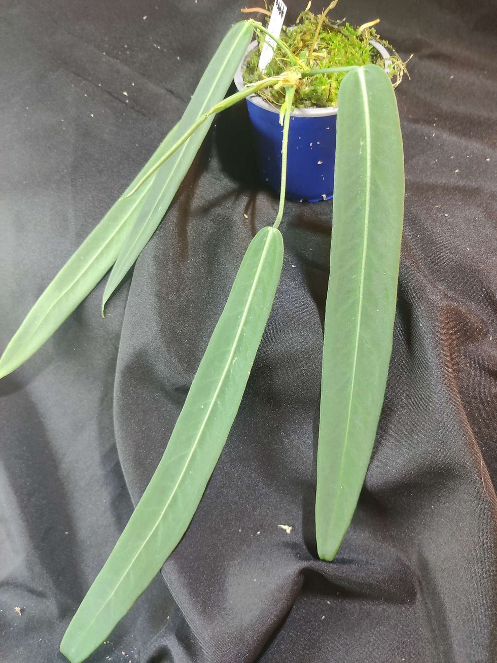 All Products | Orchid Botanics