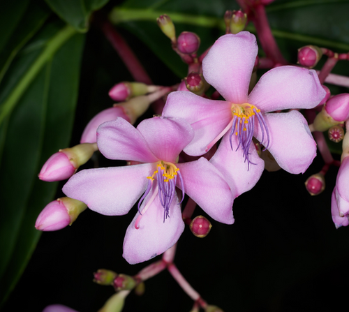 Medinilla mindorensis | Orchid Botanics