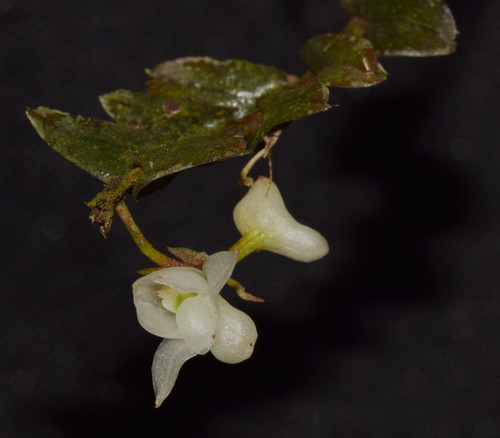 Appendicula congenera | Orchid Botanics