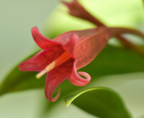 Agapetes saligna | Orchid Botanics