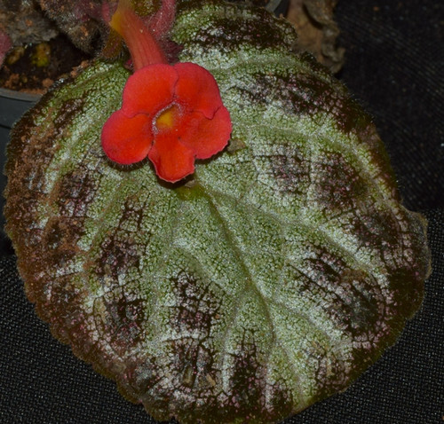 Episcia reptans | Orchid Botanics