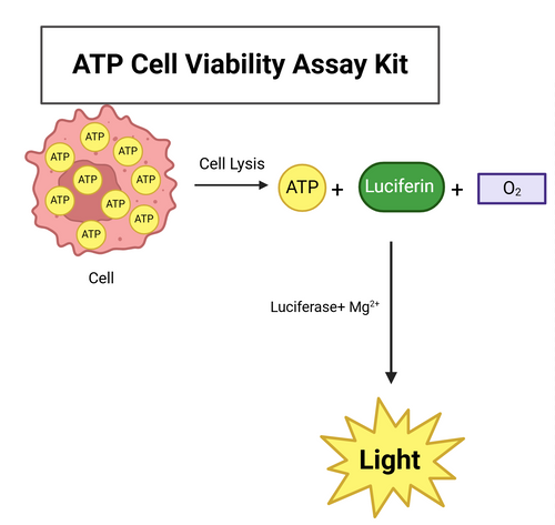 ATP Cell Viability Assay Kit for 500 tests | Signosis