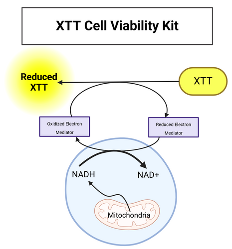 XTT Cell Viability Assay | Signosis