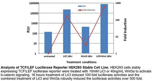 TCF/LEF Luciferase Reporter HEK293 Stable Cell Line (2 vials) | Signosis