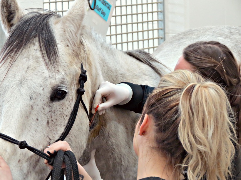 Services | Anoka Equine Veterinary Services
