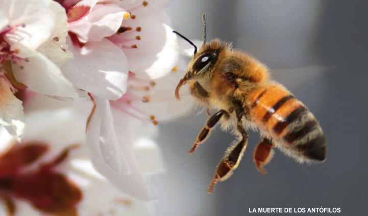 La muerte de los ANTÓFILOS