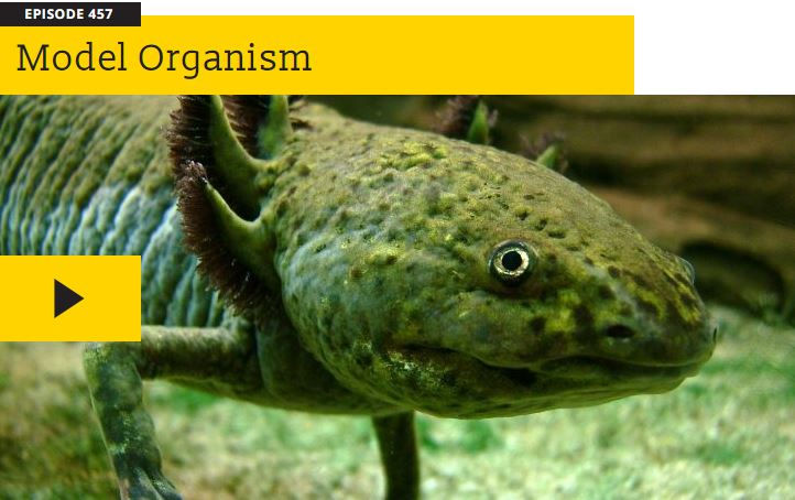 Model Organism