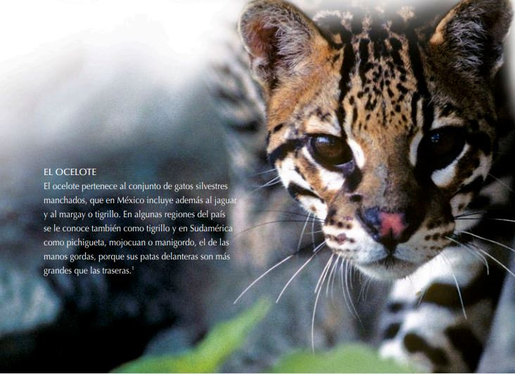 La Función ecológica del ocelote
