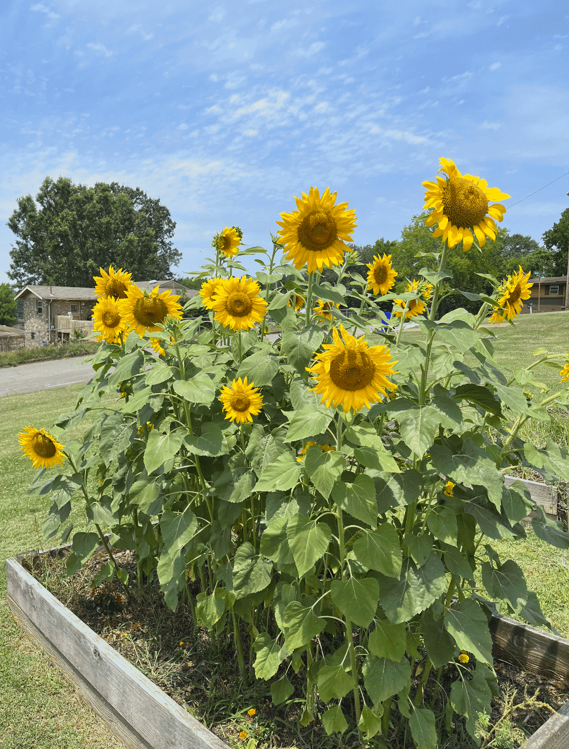 Sunflowers in the Garden